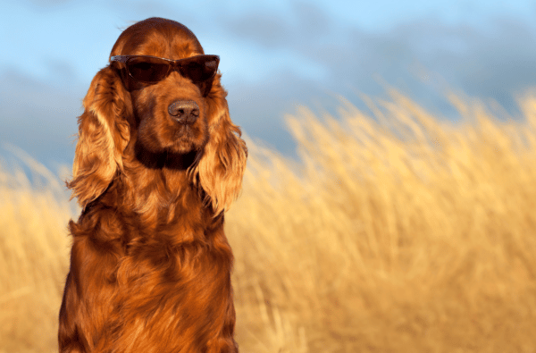 Contact Us | Vet Post