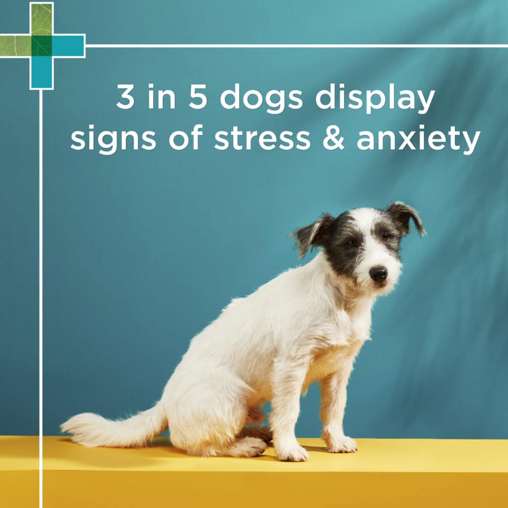 PAW Complete Calm Chews Small Dog 75g | Buy Online at Vetpost NZ