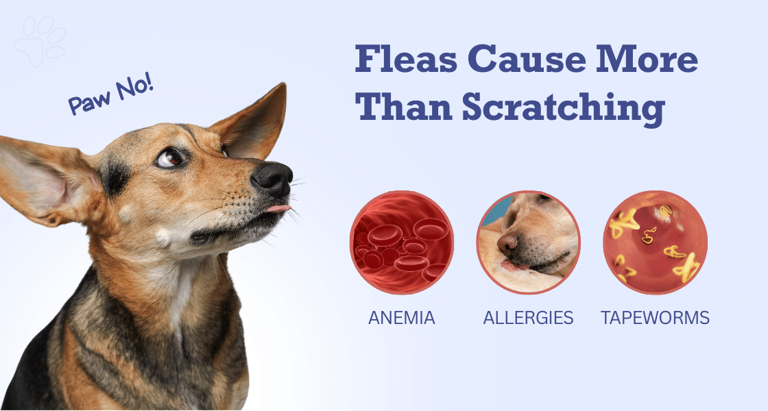The Hidden Dangers of Fleas for Dogs and Humans | NZ Pet Health Guide