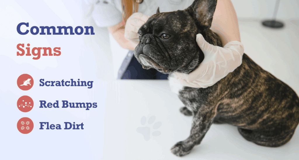 How to Spot Fleas on Your Dog | Quick Guide for NZ Pet Owners