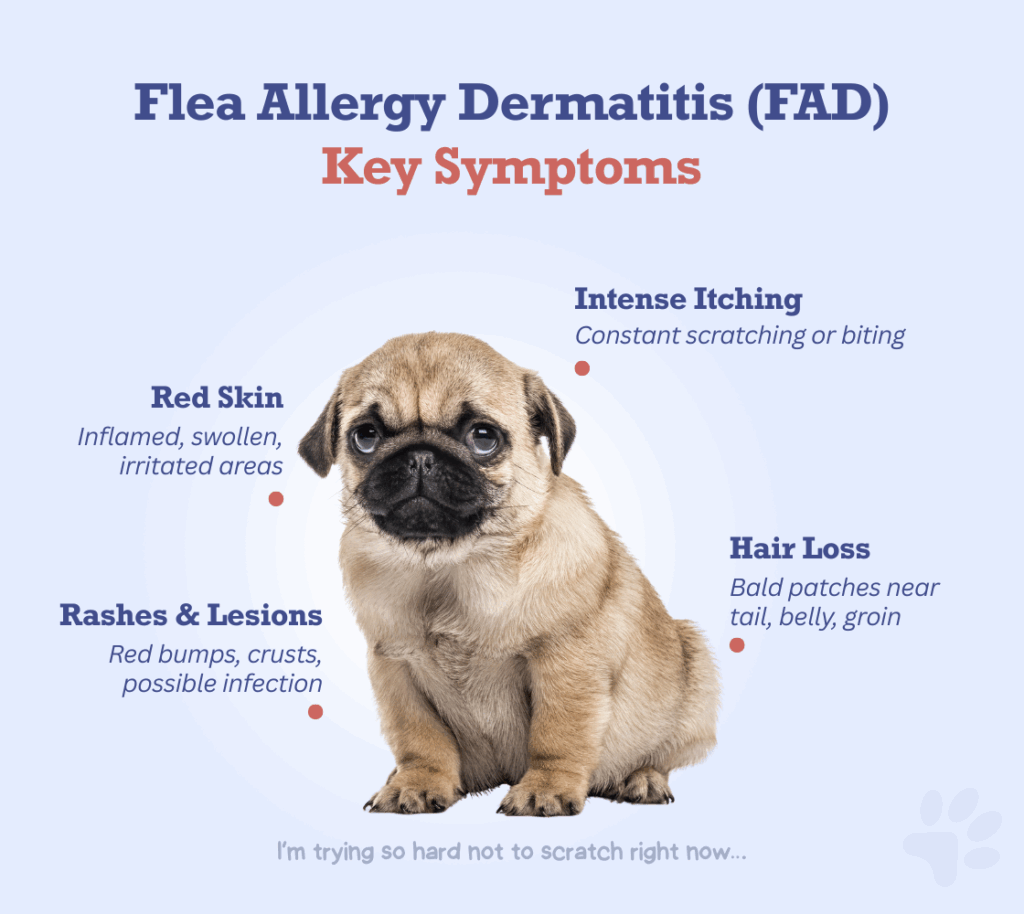 How to Spot Fleas on Your Dog | Quick Guide for NZ Pet Owners
