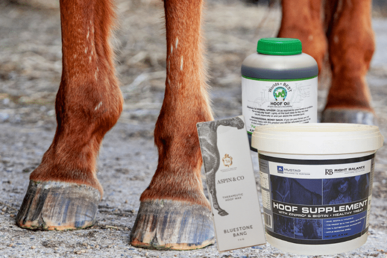 Hoof Cracks in Horses | Causes & Care Guide | Vetpost