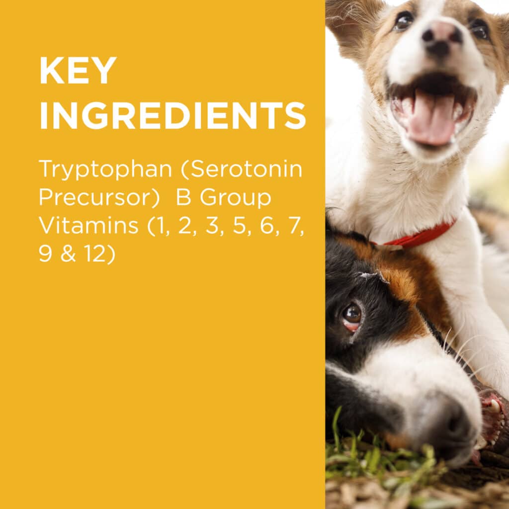 PAW Complete Calm Chews | 300g | Vetpost