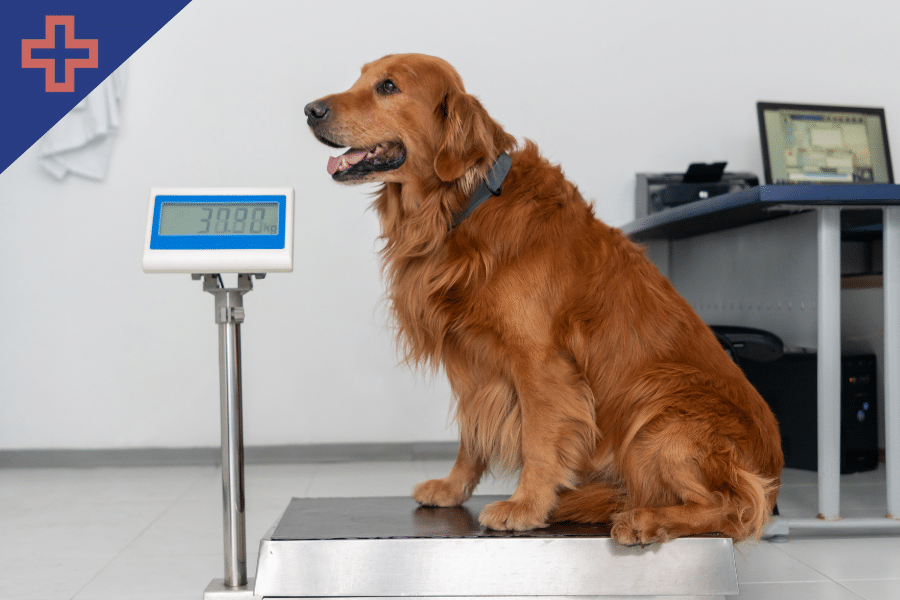 Beransa | Osteoarthritis Pain Relief for Dogs | Vetpost