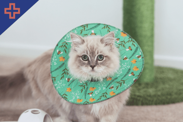 Abscess in Cats NZ | Causes, Treatment & Care | Vetpost