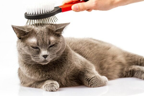 Cat Hairballs | Causes, Treatment & Tips NZ | Vetpost