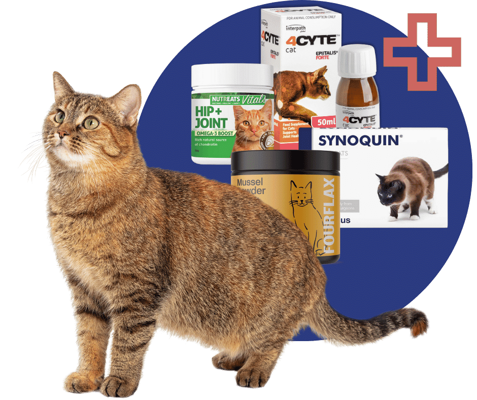 Arthritis Hub | Expert Advice for Managing Joint Health | Vetpost