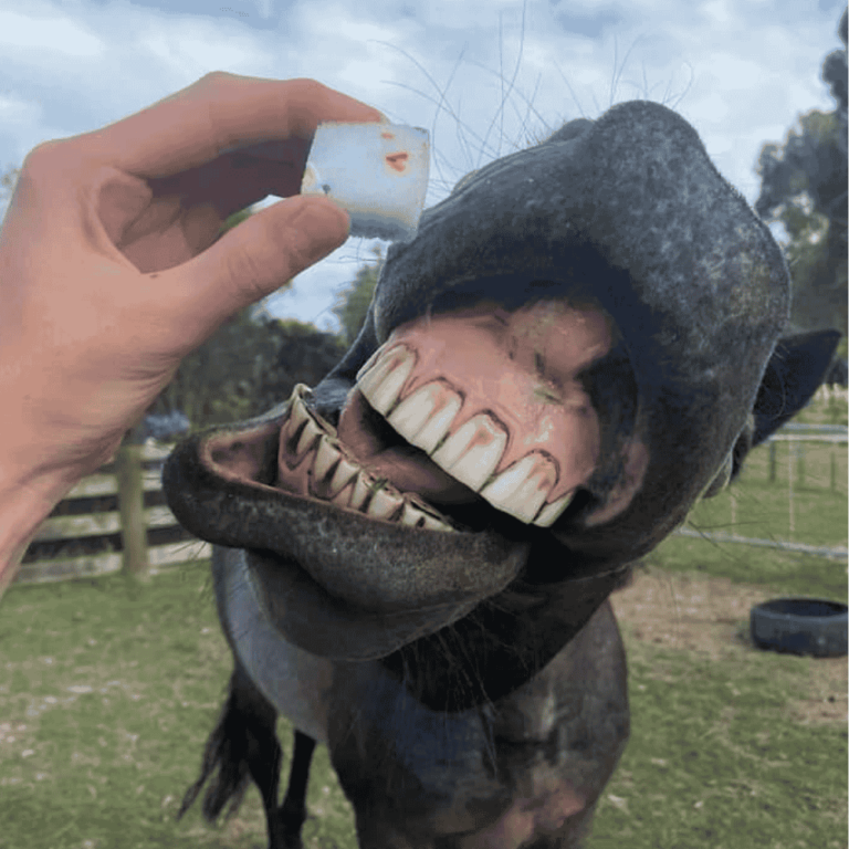 Horse Sugar Cubes | 10-Pack Treats | Vetpost