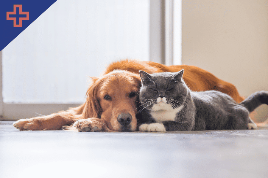 Is your pet in pain? Recognise the subtle clues - Vetpost