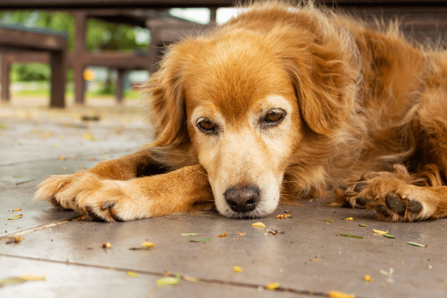 Top 7 Things Pet Owners Should Know About Managing Arthritis in Dogs ...