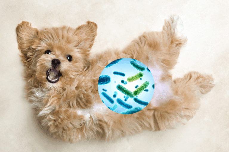 Contact Us | Speak With the Vet Post Support Team | Vetpost NZ