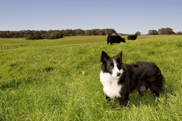Treating for Sheep Measles Tapeworm in New Zealand - Vetpost