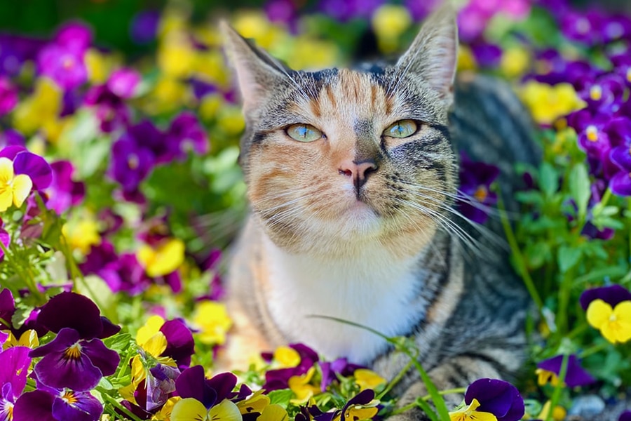Top 5 Spring Healthcare Tips For Your Cat - Vetpost